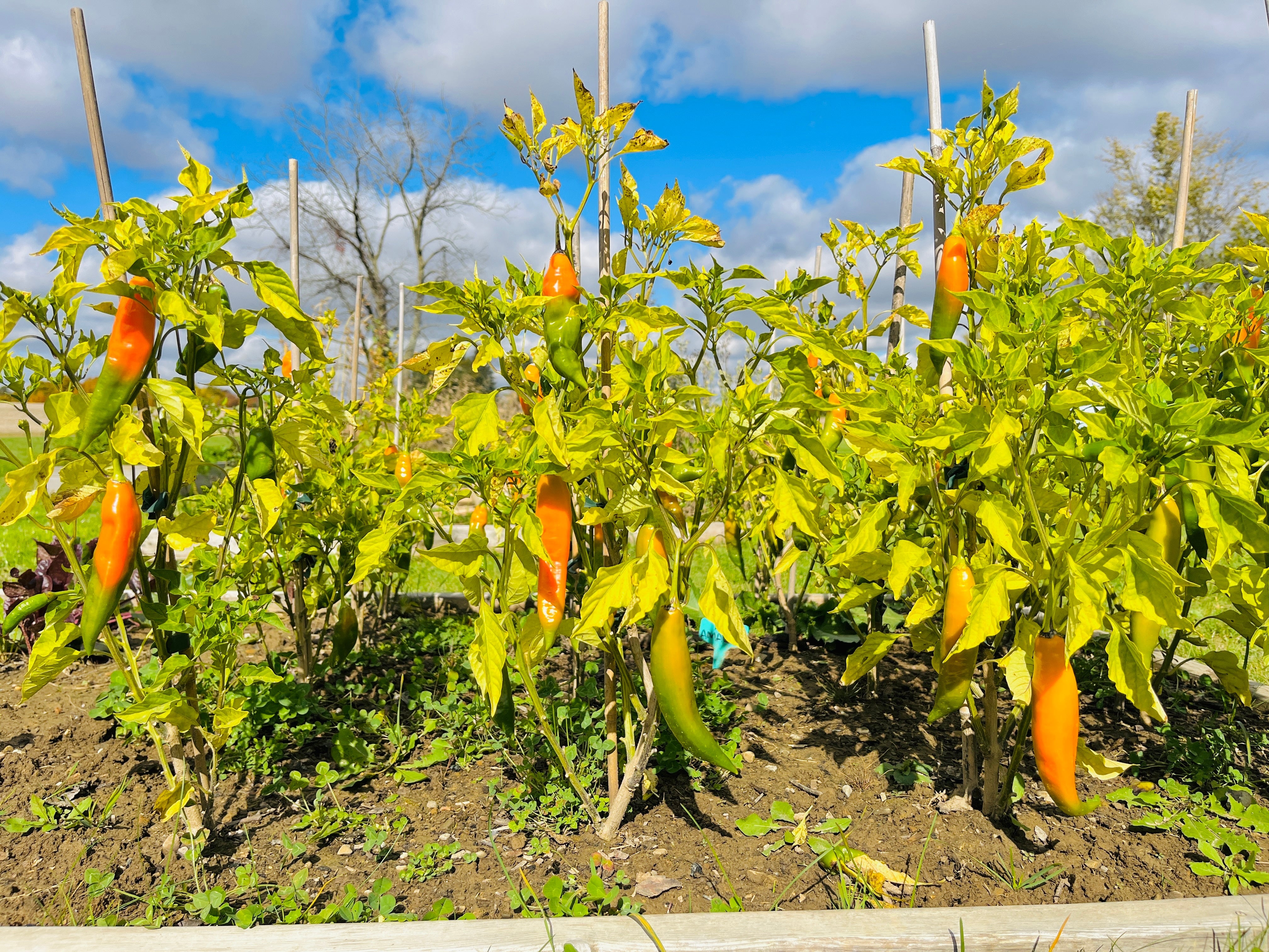 How to Grow Peruvian Ají Amarillo from Seed – Peruvian Roots Farm